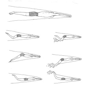 More Than You Want to Know About Underwater Kicking – Coach Rick ...